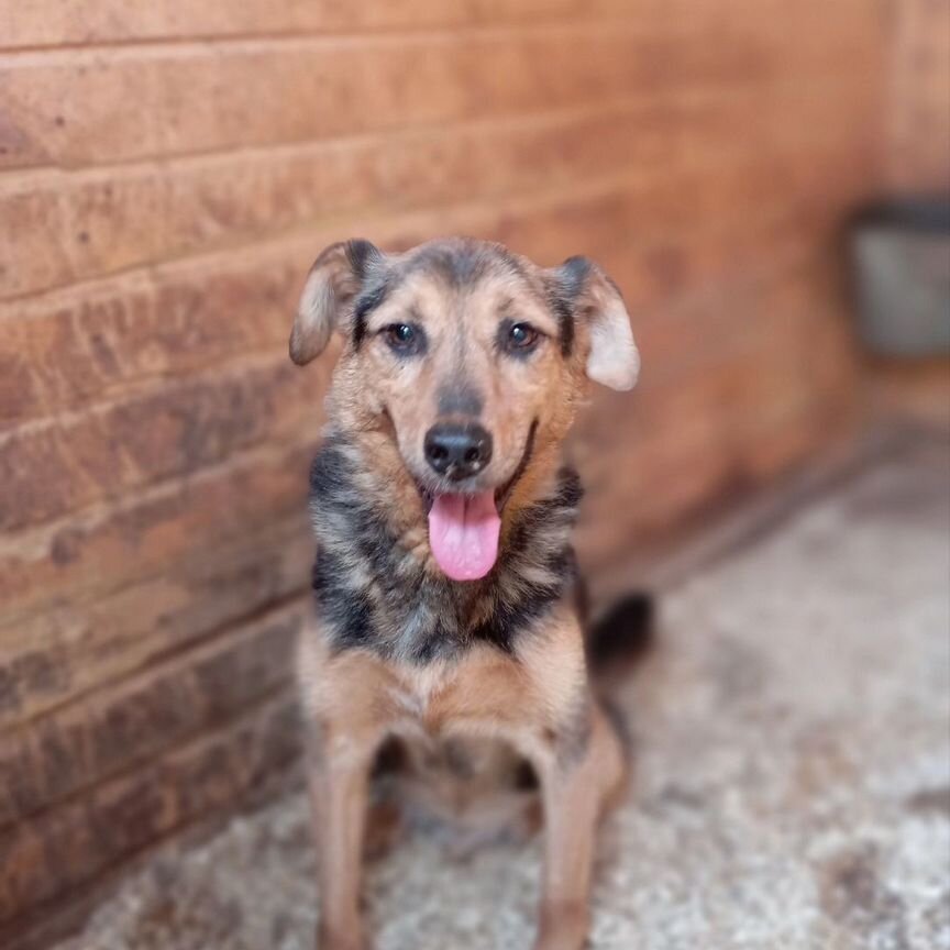 Лари ищет любящую семью