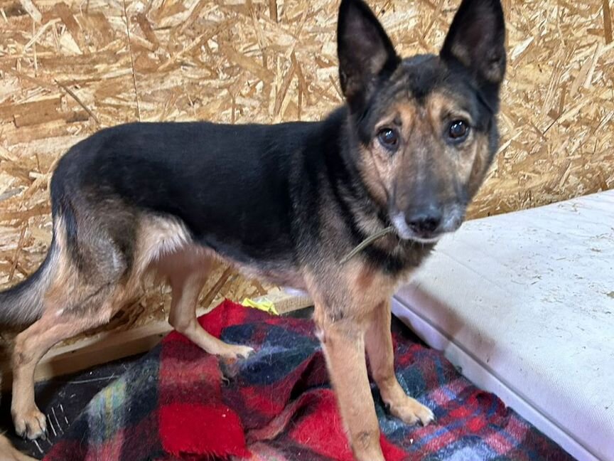 Старушка Бейла всю жизнь в приюте