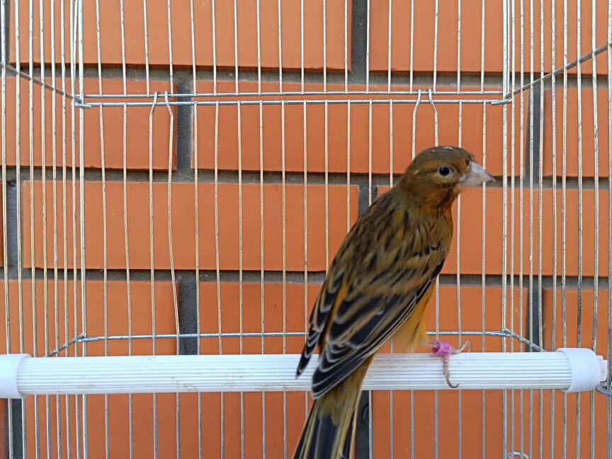 Кенары и канарейка