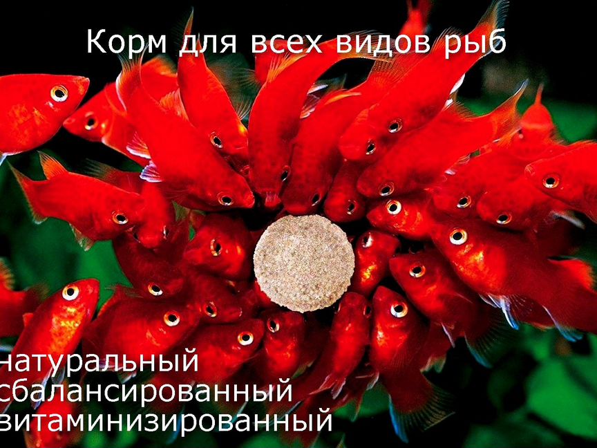 Корма для всех видов аквариумных рыб