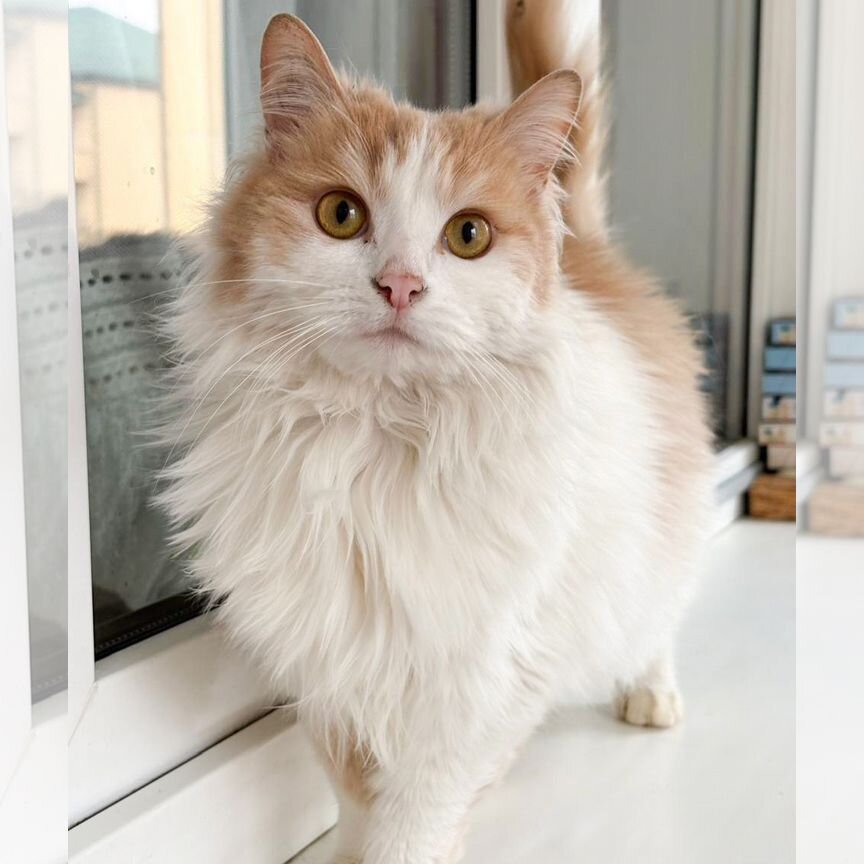 Взрослая, Девочка кошка в добрые руки