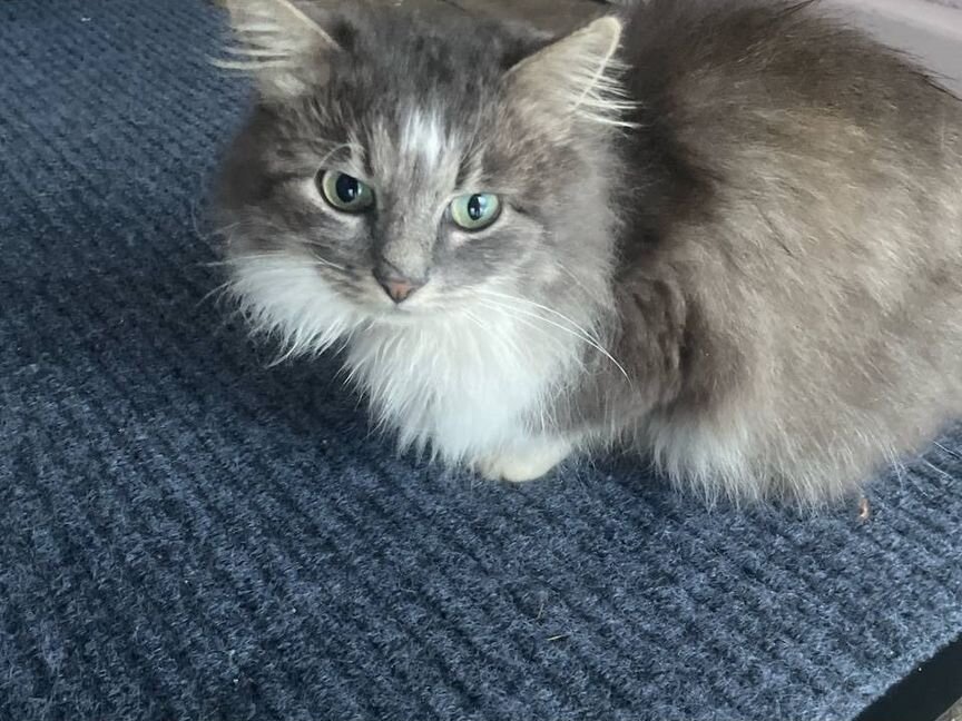 Котик ищет дом