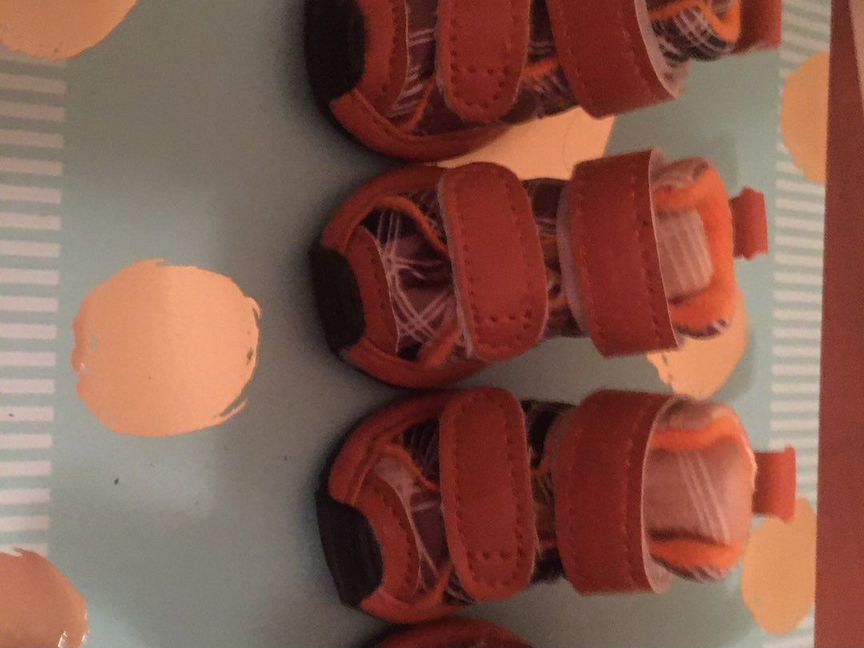 Обувь для собак