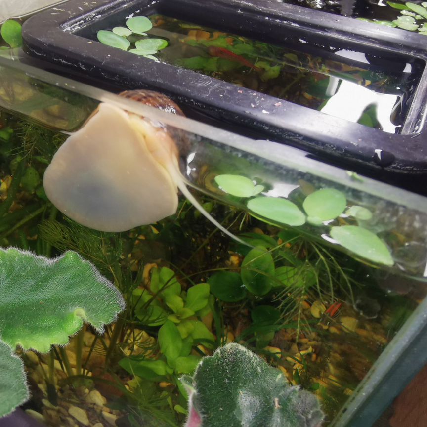 Улитки аквариумные ампулярии