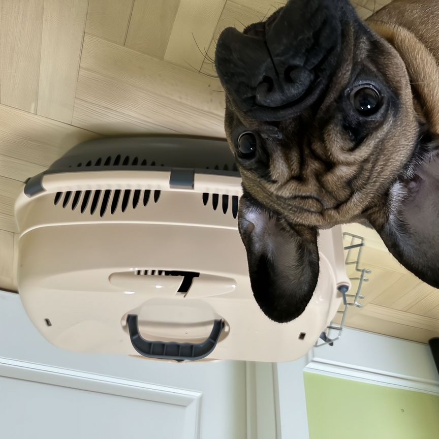 Переноска для животных