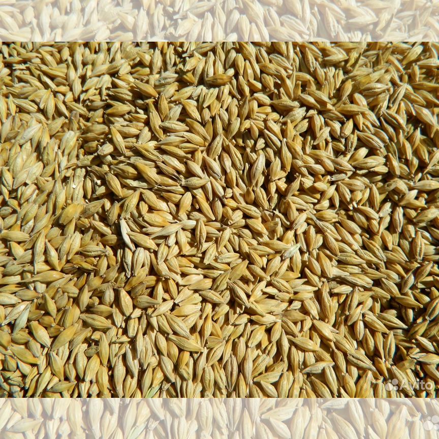 Ячмень