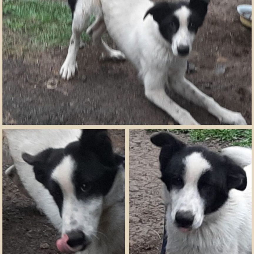 Отдам в добрые руки