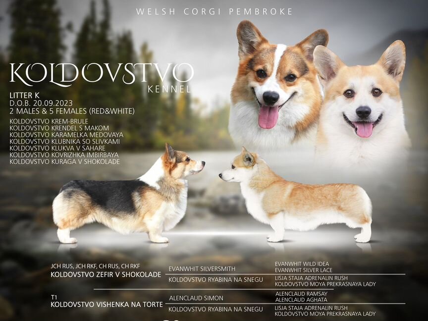 Щенки вельш корги пемброка
