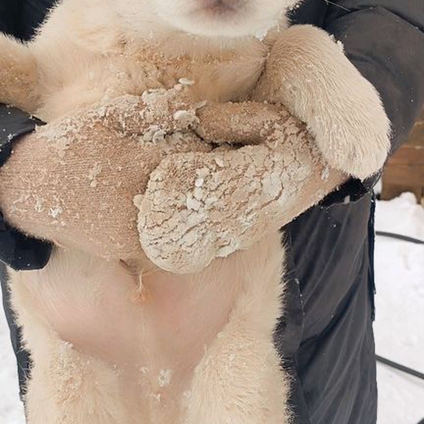 Щенки