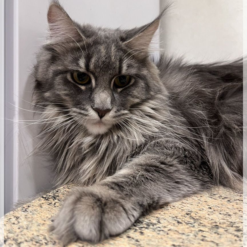 Мейн-кун котёнок