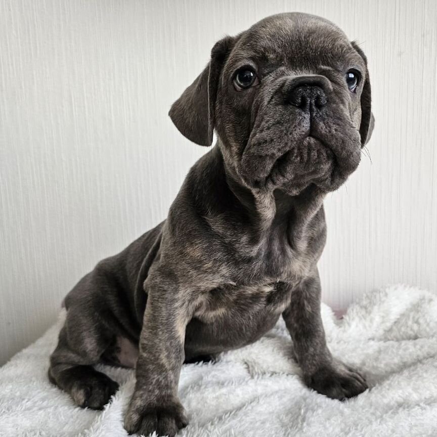 Французский бульдог