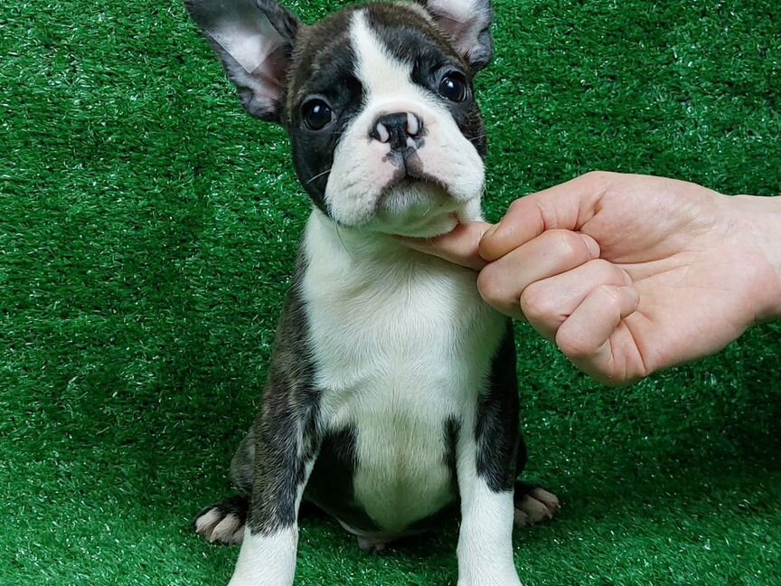 Бостон терьер щенки