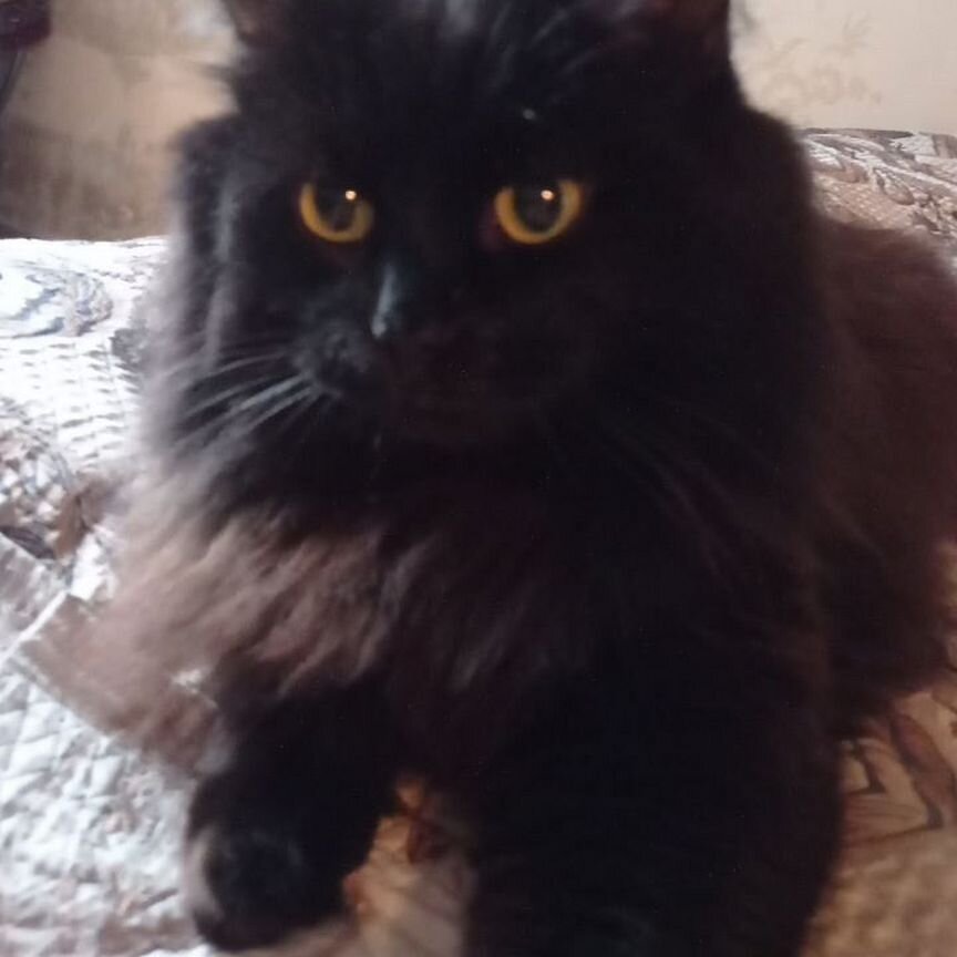 Котик Черчилль в добрые руки