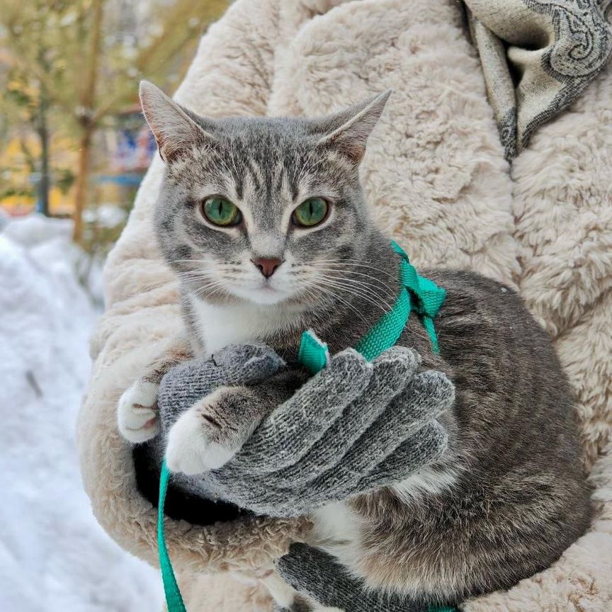 Кошечка Бонни ищет семью