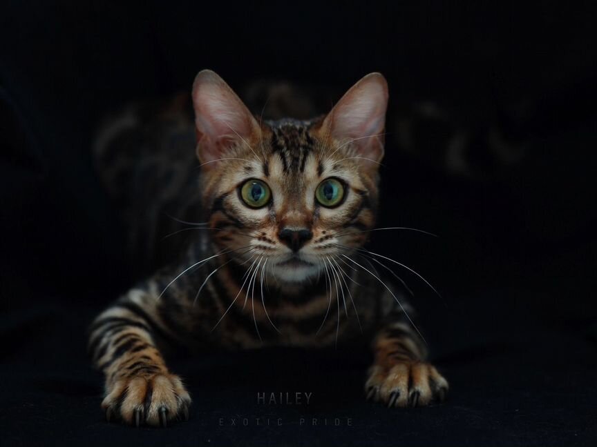 Бенгальская кошка