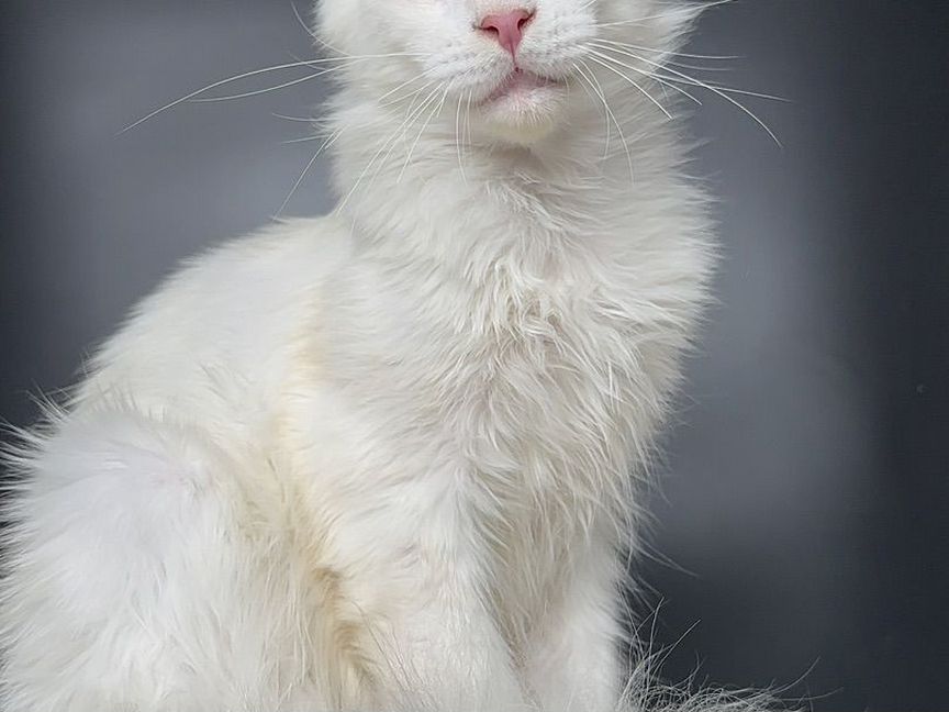 Мейн-кун es12