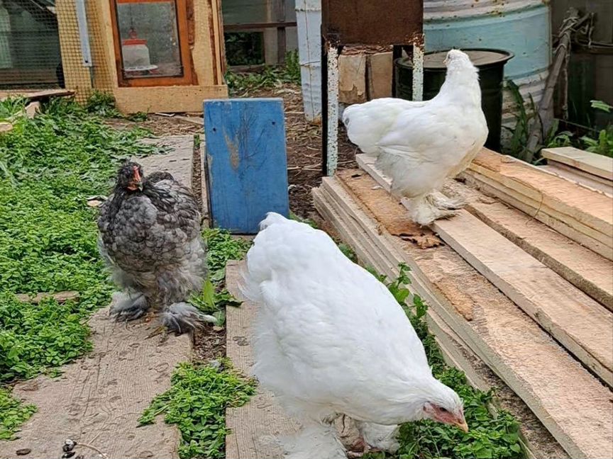 Семьи кур. Кохинхин. Московские чёрные