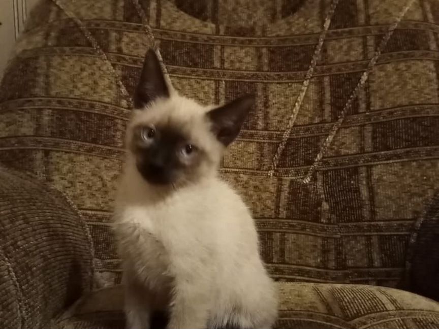 Кошка