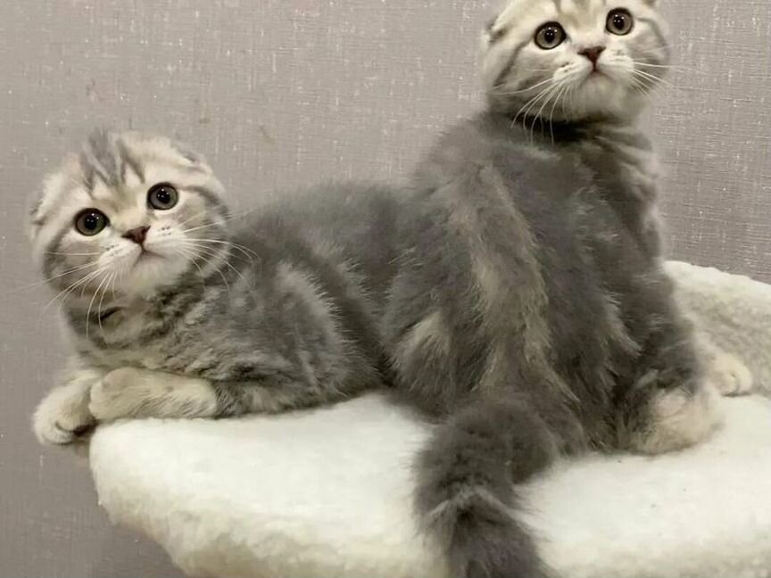 Шотландские котята вислоухие серый мрамор