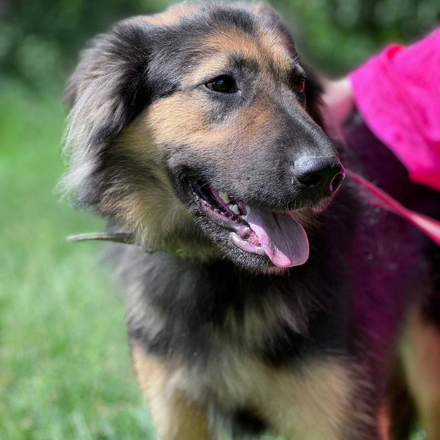 Милый парень в приюте