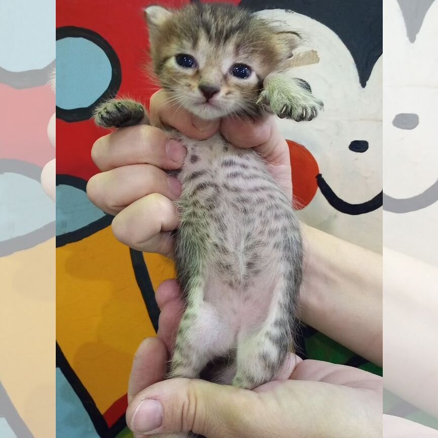 Котёнок в добрые руки