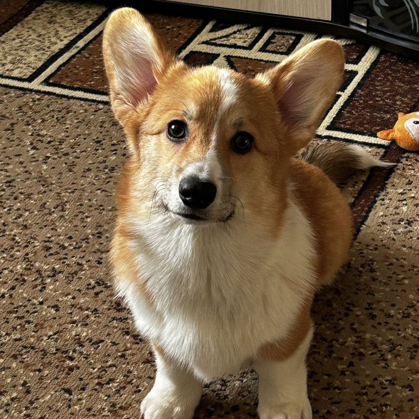 Вельш Корги Пемброк, щенок