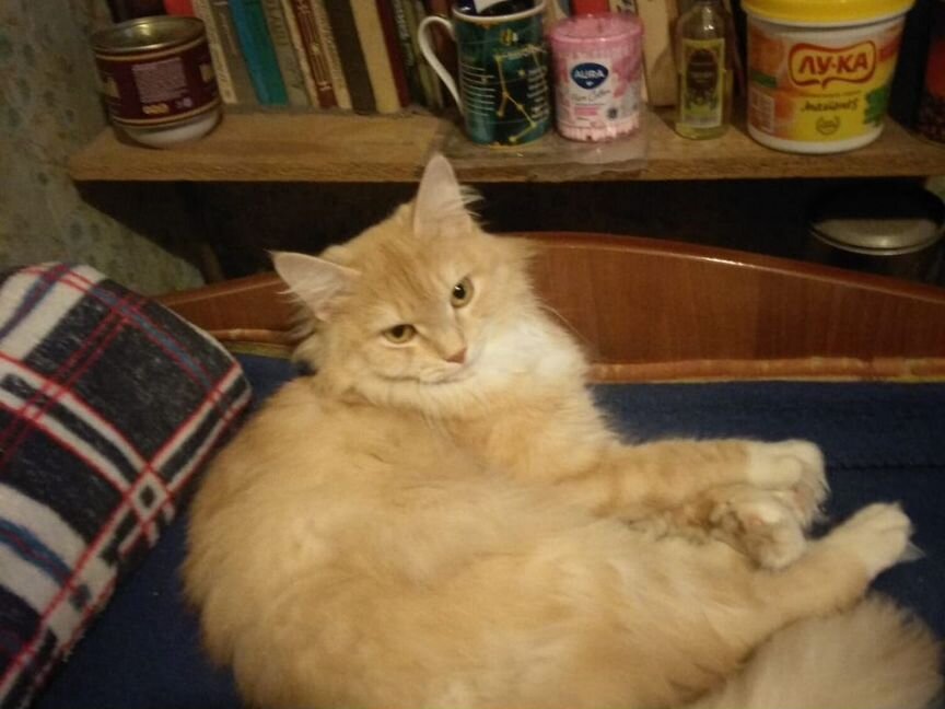 Кошка в дар