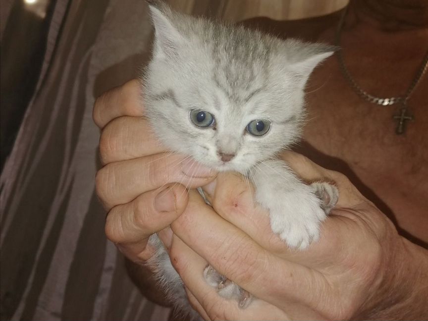 Котята в дар бесплатно