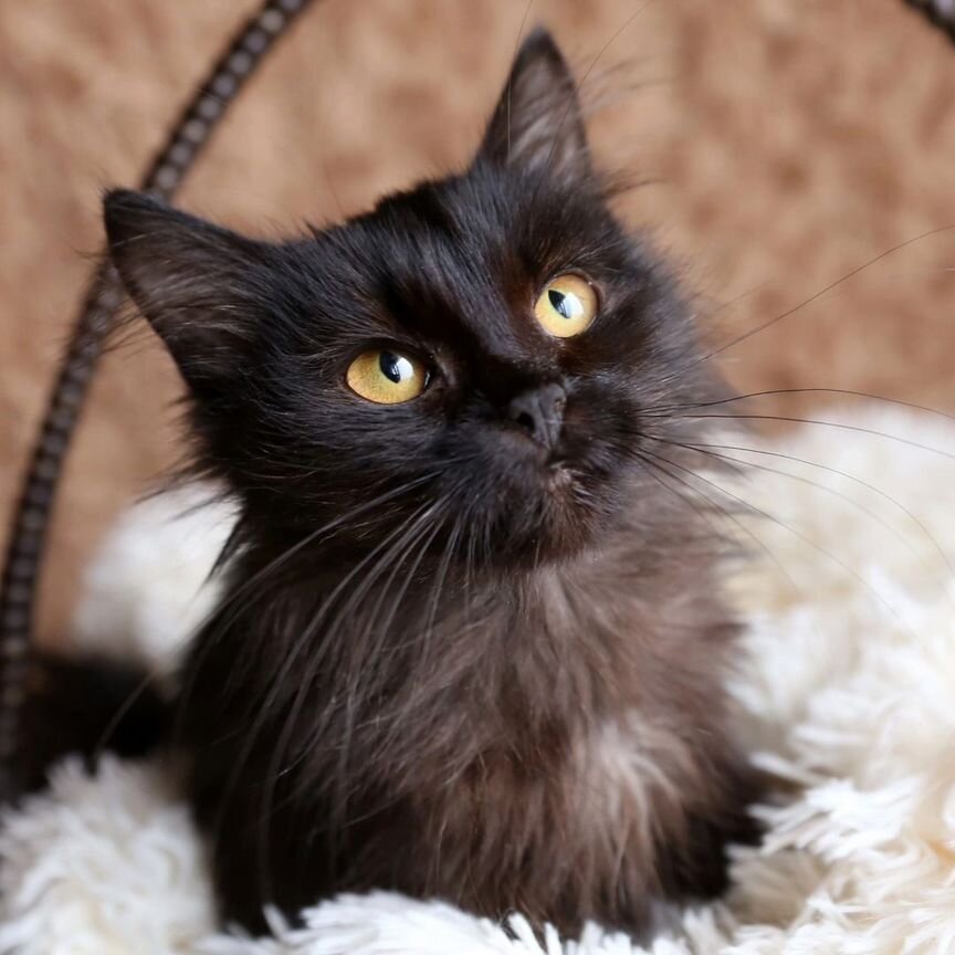 Котёнку Птичке нужен дом