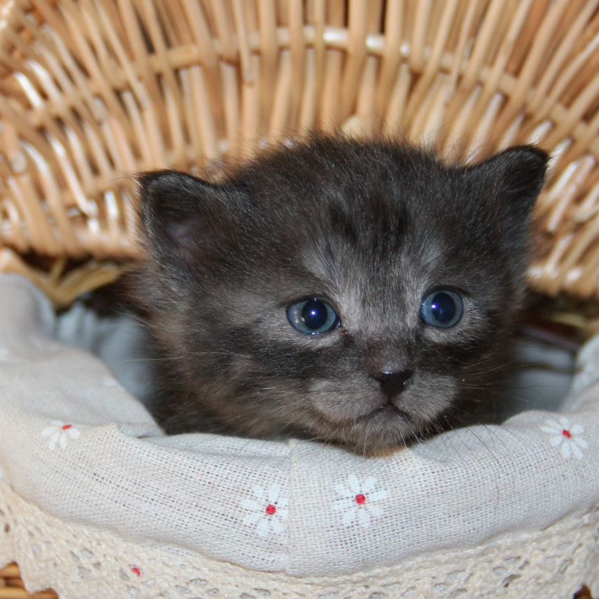 Маленькие котята в самые добрые ручки