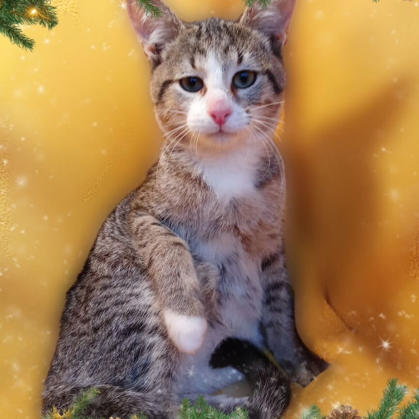 Котик в добрые руки