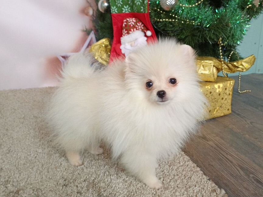 Шпицы малыши очаровашки