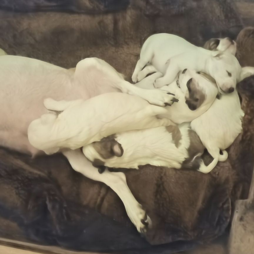 Джек-рассел-терьер, щенок