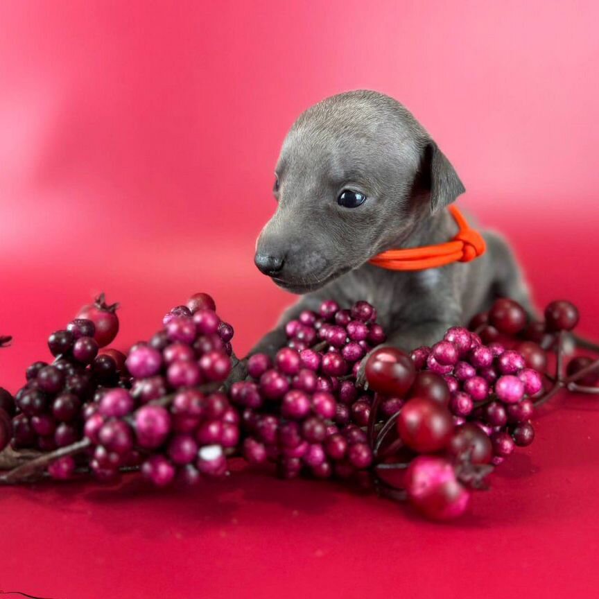 Левретка, щенок