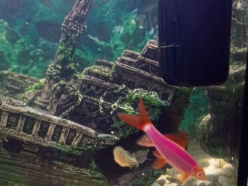 Лабео красный и голубой