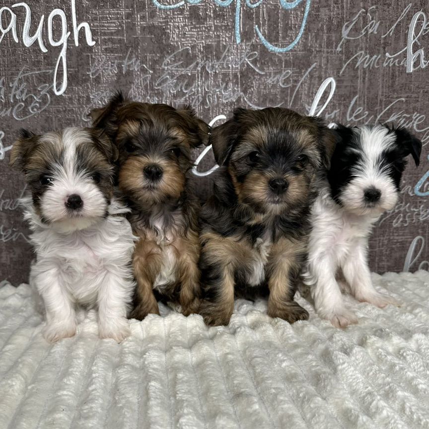 Русская цветная болонка, щенок