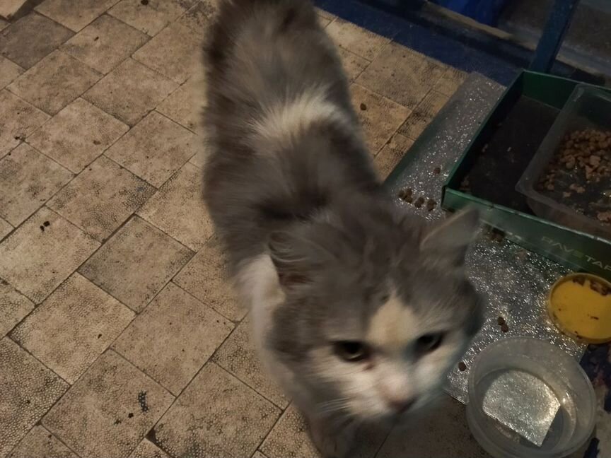 Кот добрый