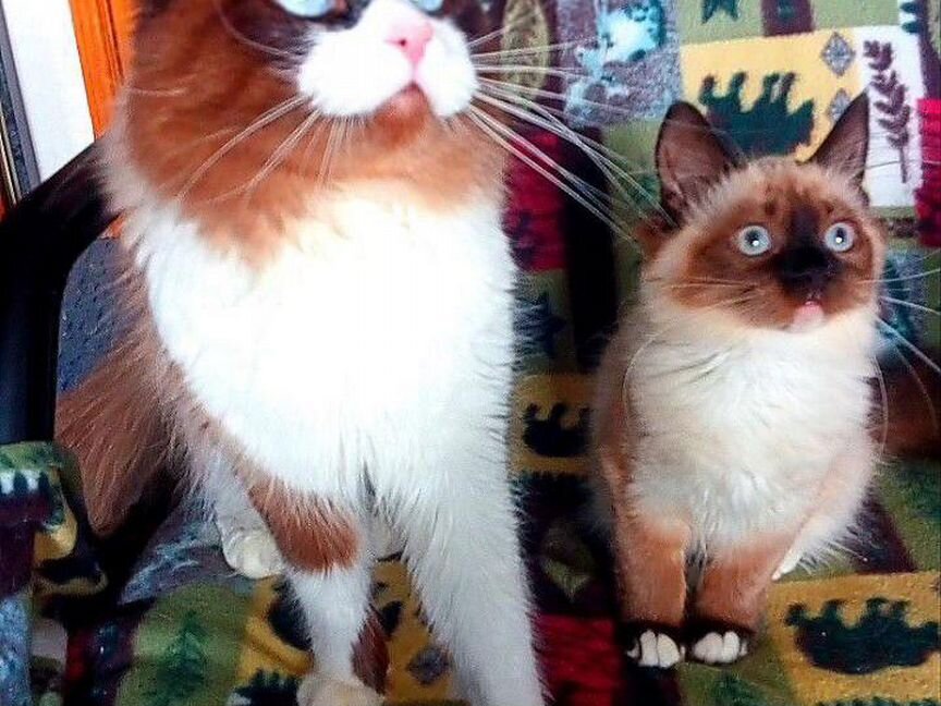 Рэгдолл котята с документами