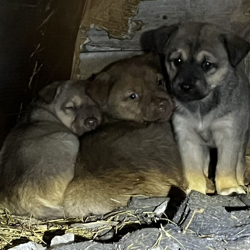 Щенок в добрые руки