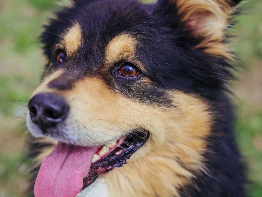 Атаман- энергия сносит с ног. Ищет семью