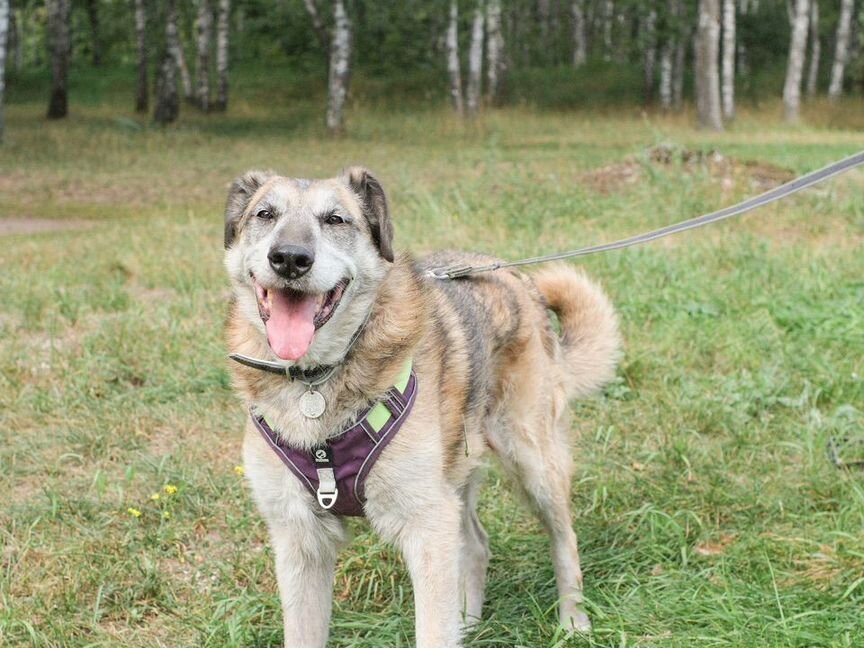 Собака в добрые руки