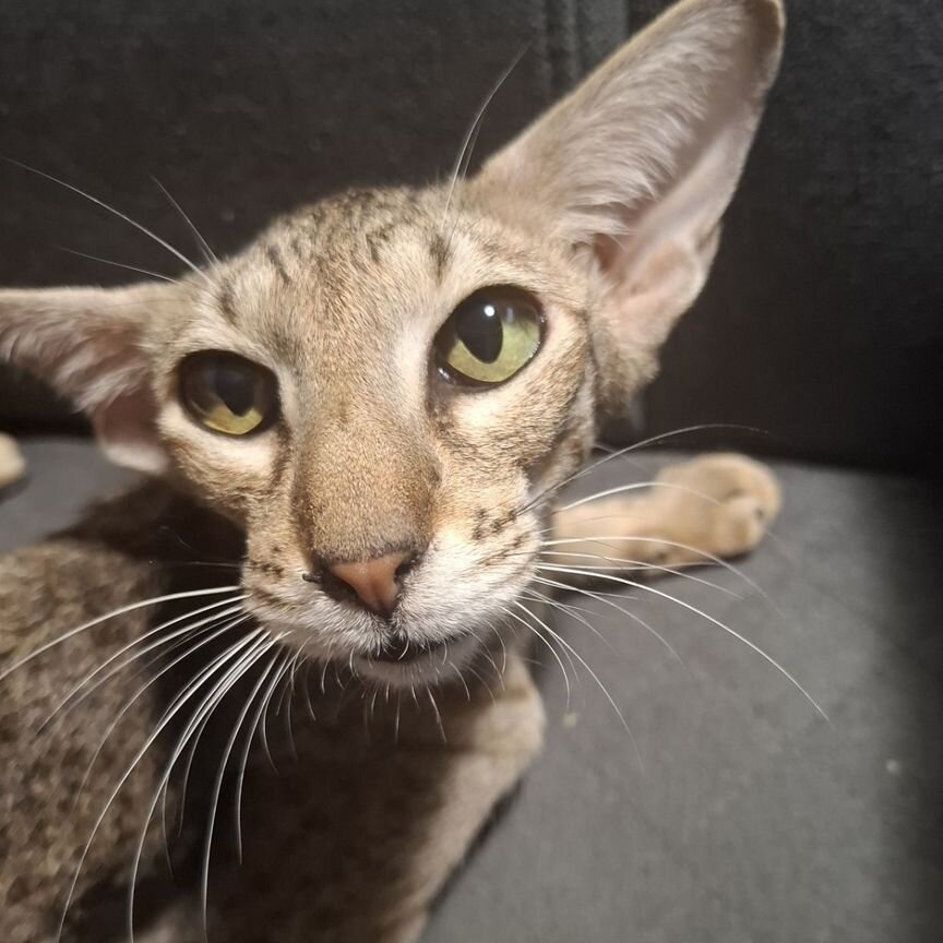 Ориентальная, взрослая кошка