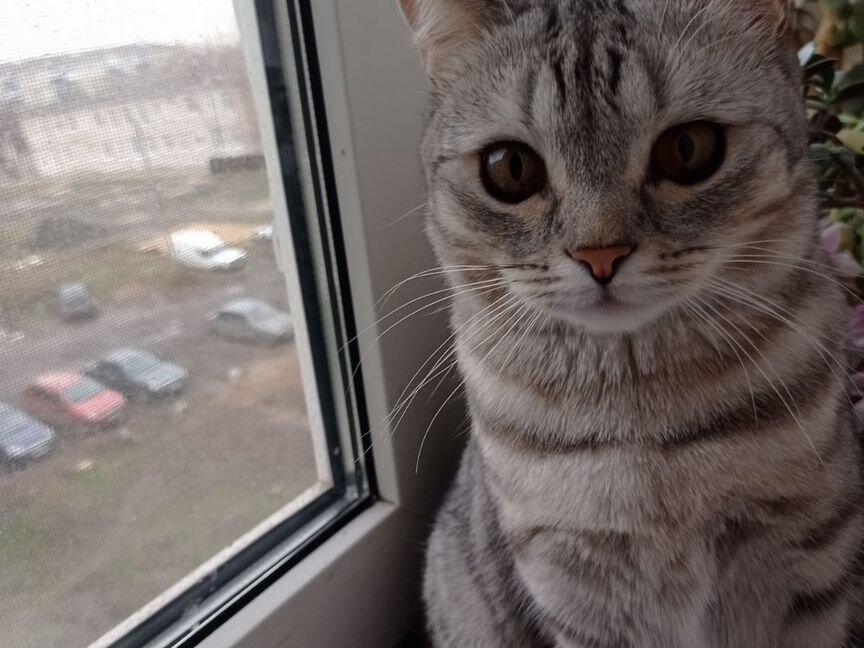Отдам в добрые руки котика