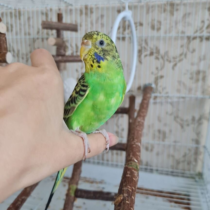 Волнистый попугай девочка 4 месяца,ручная