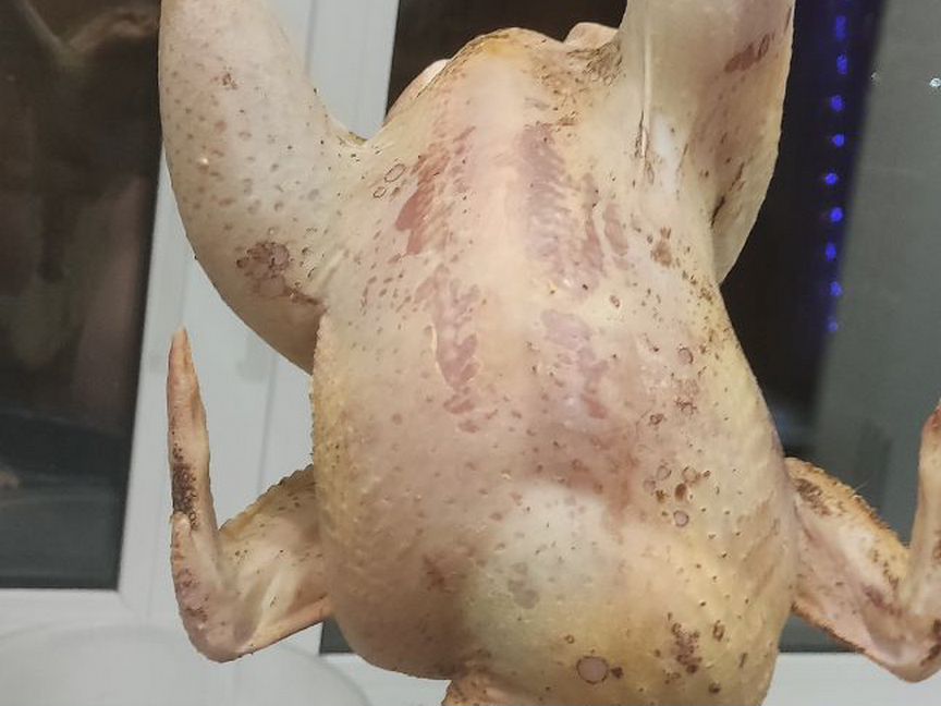 Куры броллеры