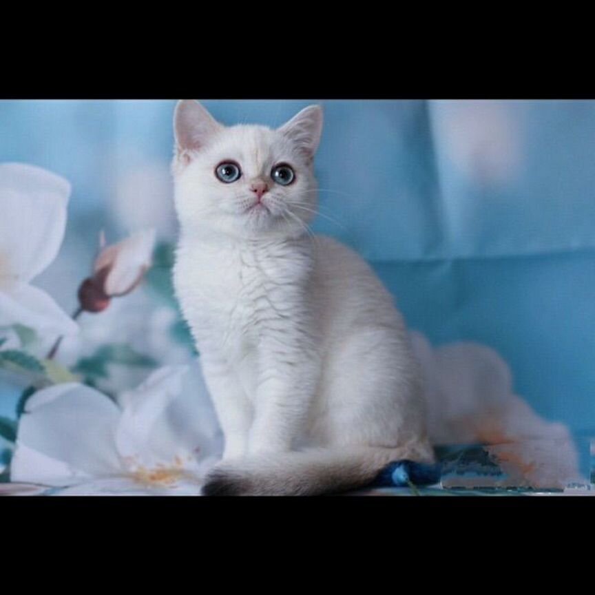 Отдам котенка скотиш-страйт в добрые руки