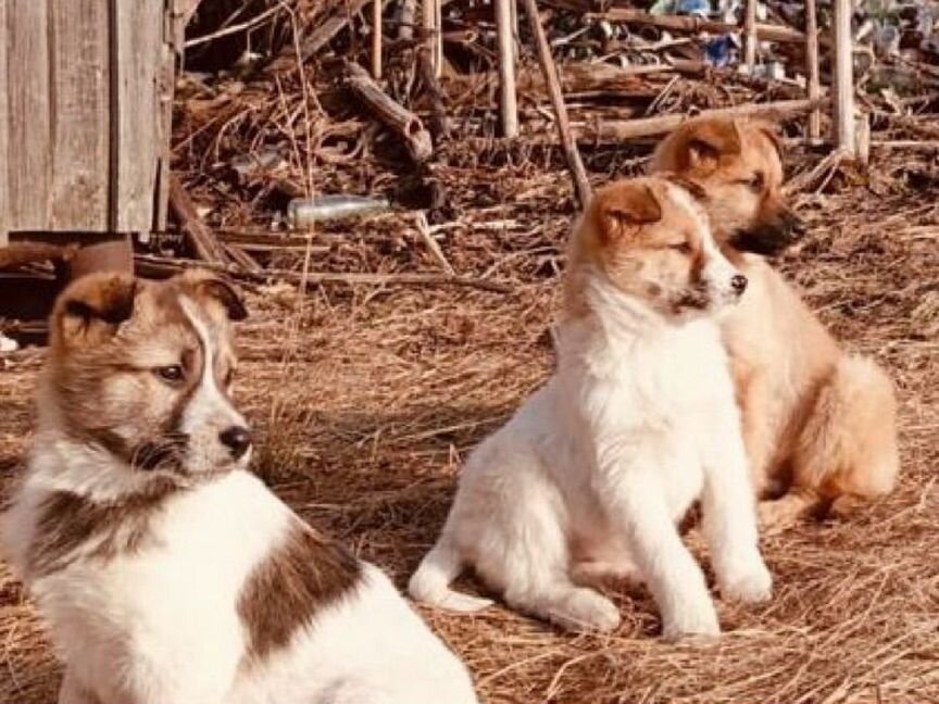 Щенки лайки ищут семью