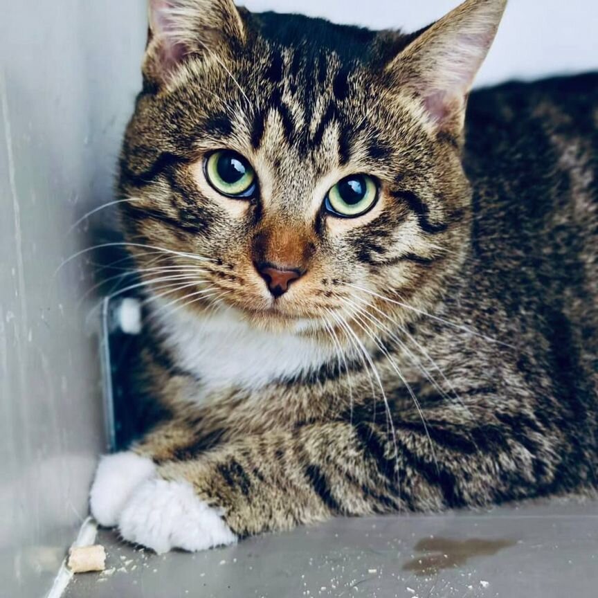 Котик Богдан в добрые руки