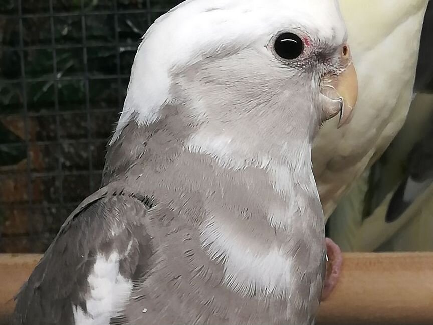 Попугай корелла птенцы, клетка