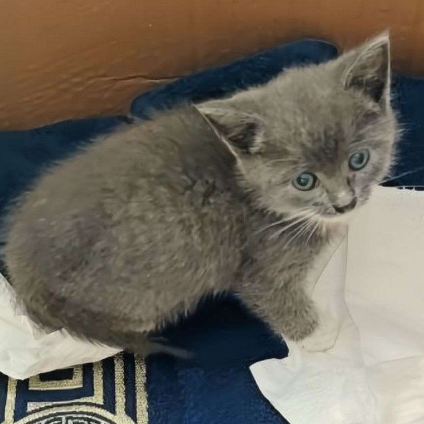 Котёнок в добрые руки
